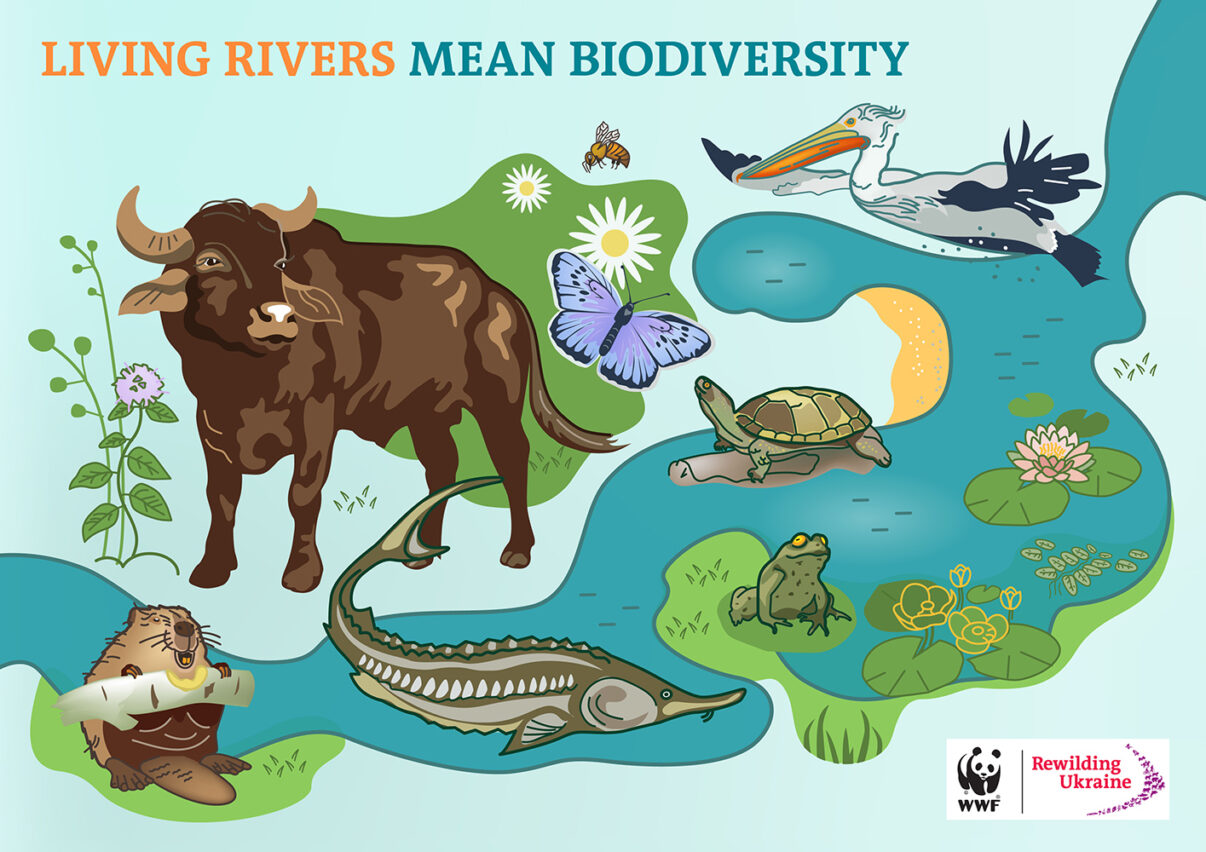 Living rivers mean biodiversity | Danube Delta