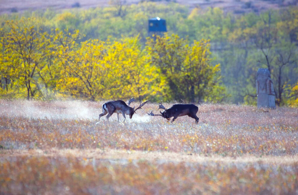 The fallow deer come back to the Tarutino steppe | Danube Delta
