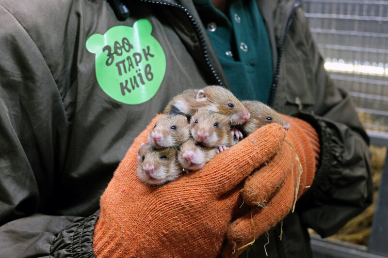 The hamsters come back to the Tarutino steppe | Danube Delta