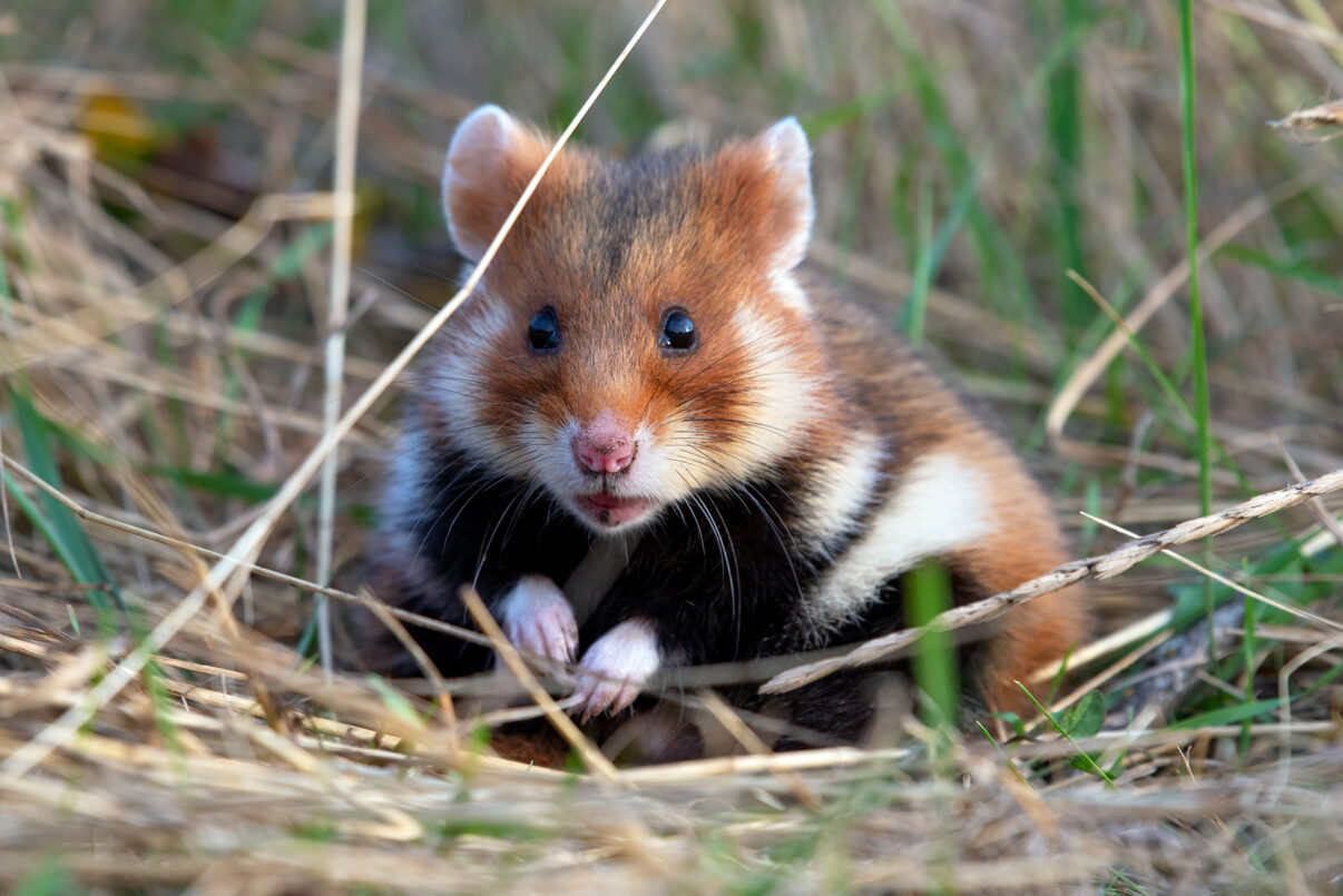 Second group of hamsters released on the Tarutino Steppe | Danube Delta