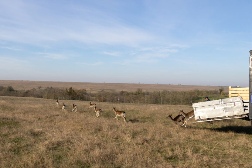 Danube Delta: Rewilding highlights 2024 | Danube Delta