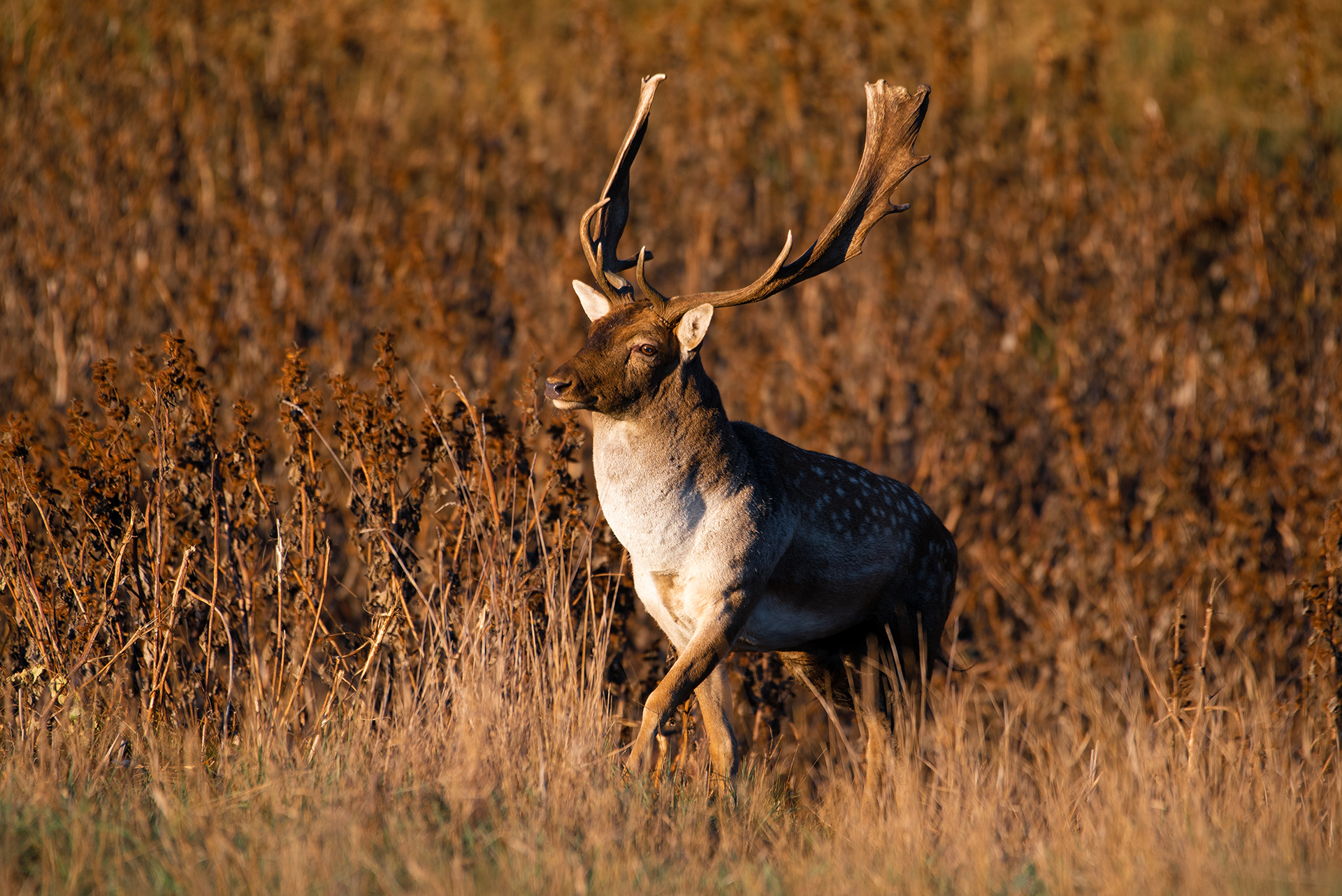 Free-roaming fallow deer boost rewilding efforts on the Tarutino Steppe ...